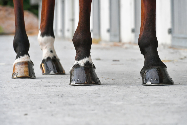 Savez-vous pourquoi le cheval est aussi sensible aux problèmes ...