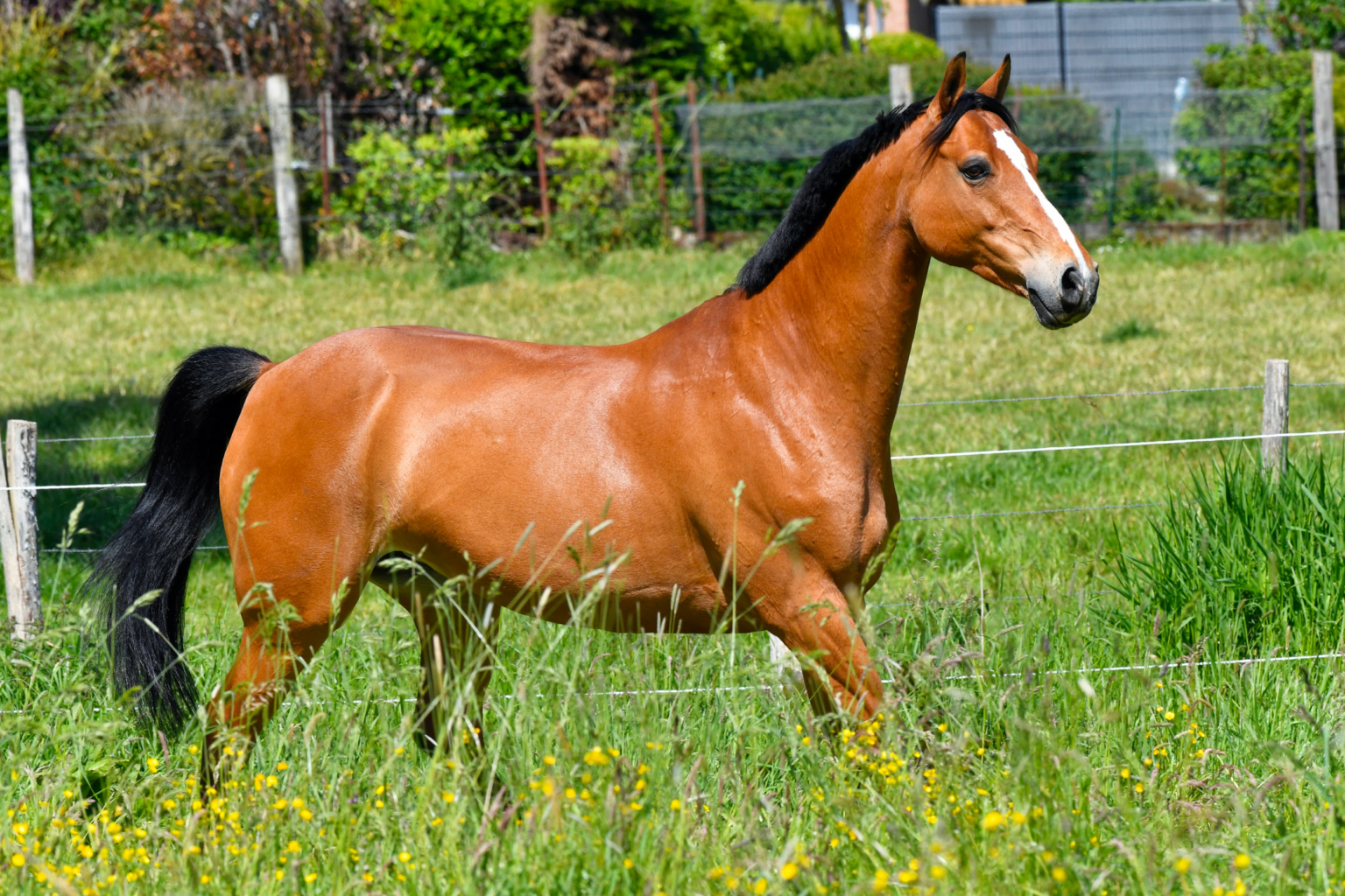 Qu‘est-ce que les chaleurs chez la jument et comment l’aider ...