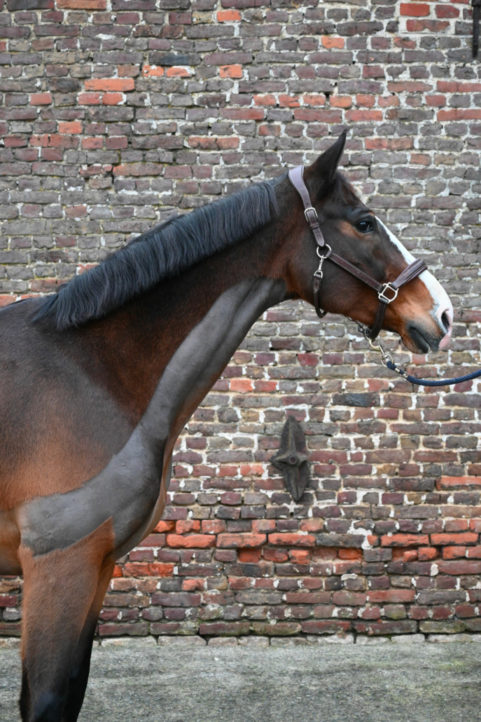 Pourquoi et comment tondre son cheval ? - Natural'Innov