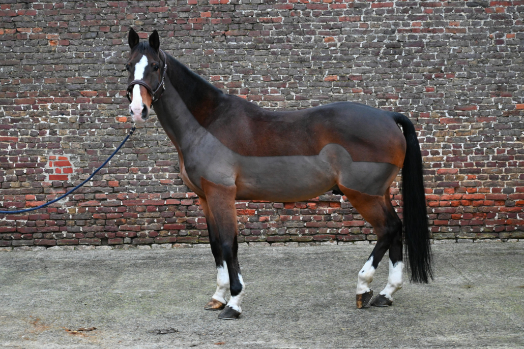 Pourquoi et comment tondre son cheval ? - Natural'Innov