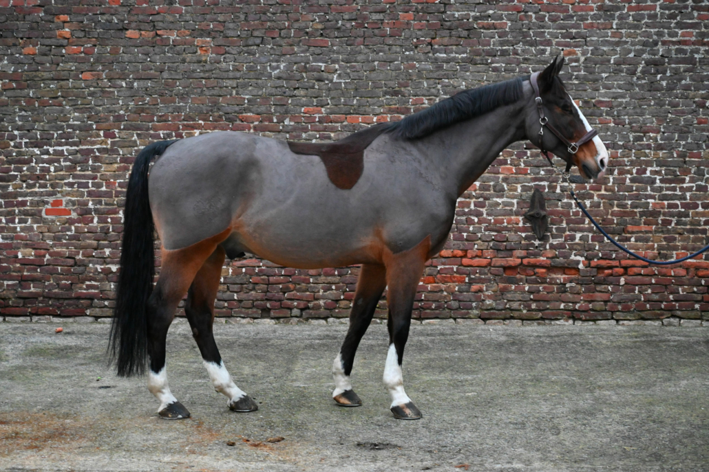 Pourquoi et comment tondre son cheval ? - Natural'Innov