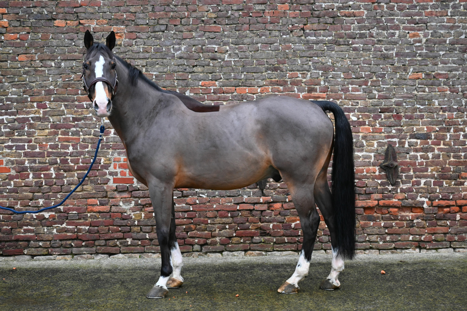 Pourquoi et comment tondre son cheval ? - Natural'Innov