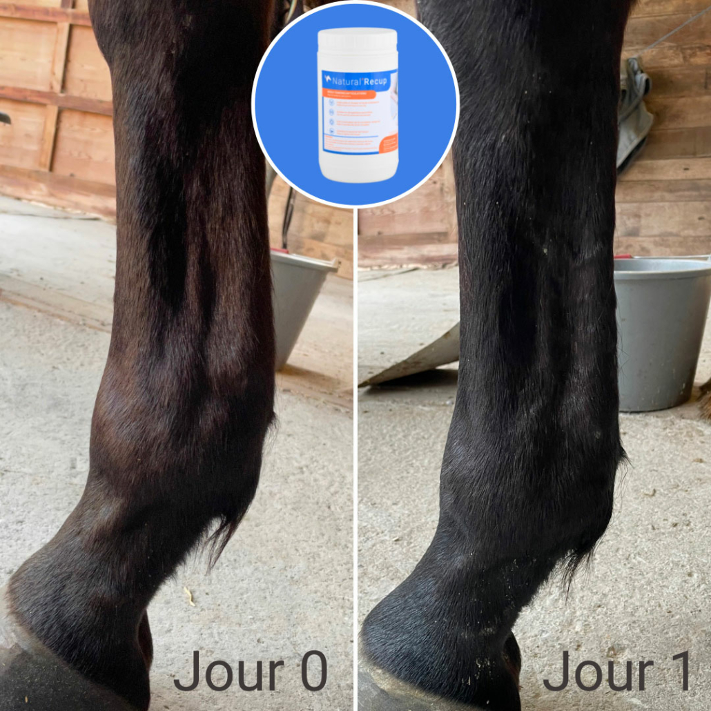 La gestion des molettes chez le cheval - Natural'Innov