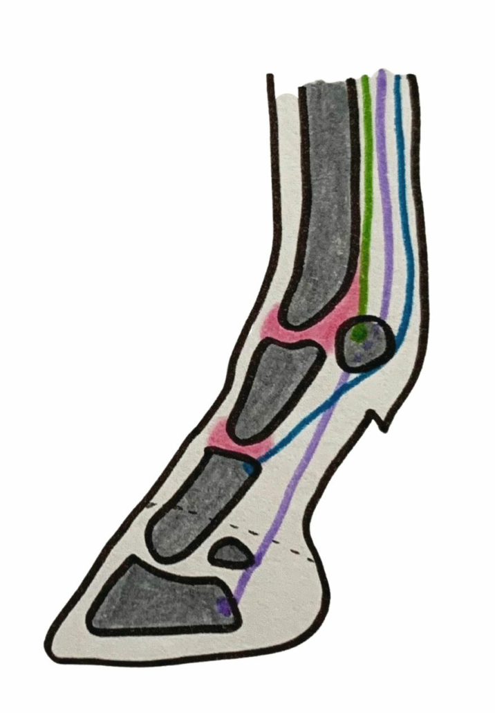 La gestion des molettes chez le cheval - Natural'Innov